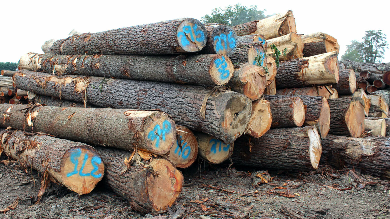 Home - The Turman Group