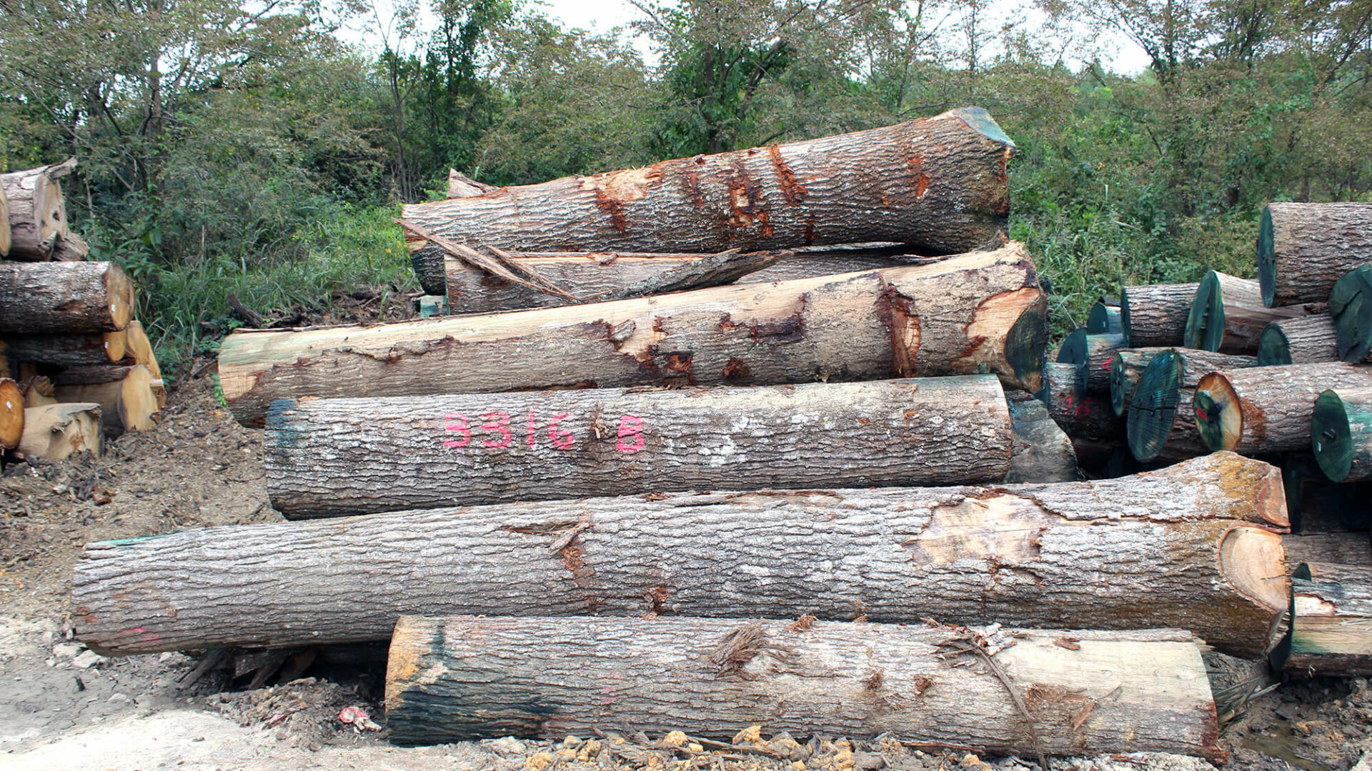Timbering & Log Sales - The Turman Group